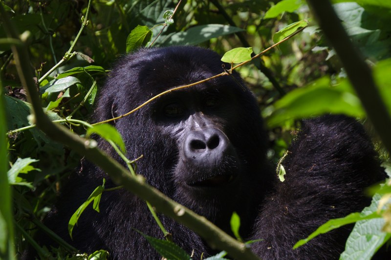 3 Days Gorilla Trekking Safari - Affordable Gorilla Safaris