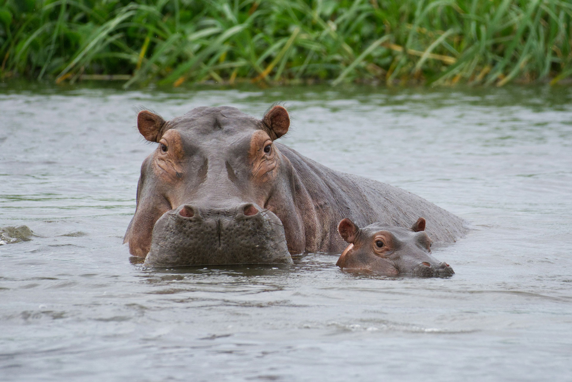 Uganda National Parks - Top Safari attractions in Uganda